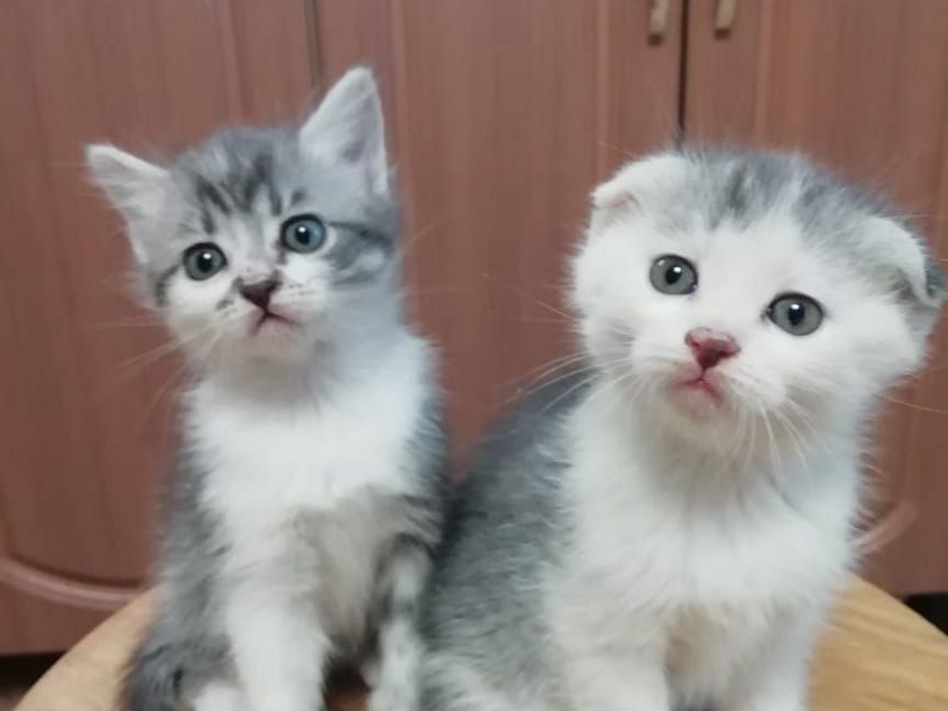 Отдам в хорошие руки котят