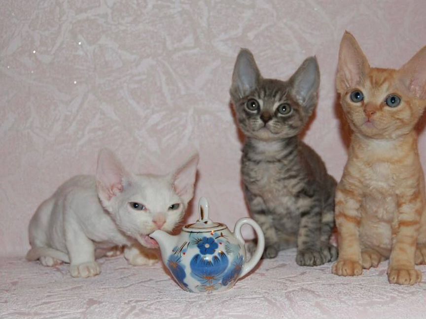 Котята Девон-рекс