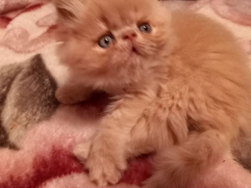 Котёнок персик