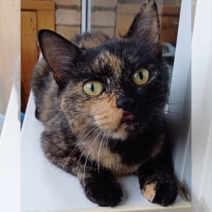 Лили в поисках дома