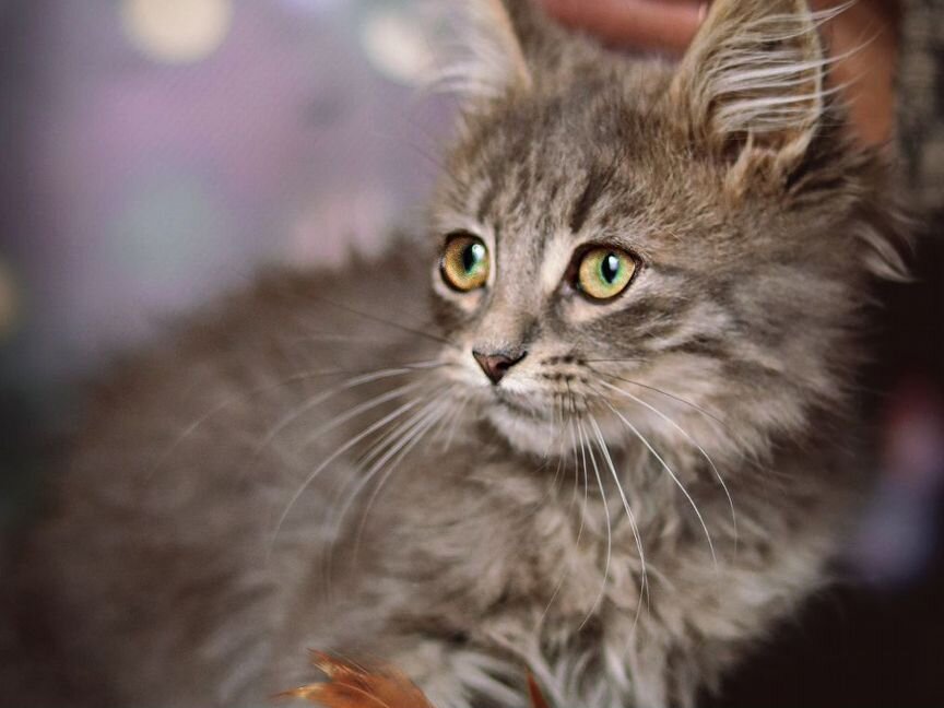 Котенок метис сибирской породы