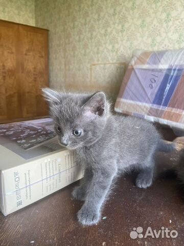 Котенок (возможно русская голубая )