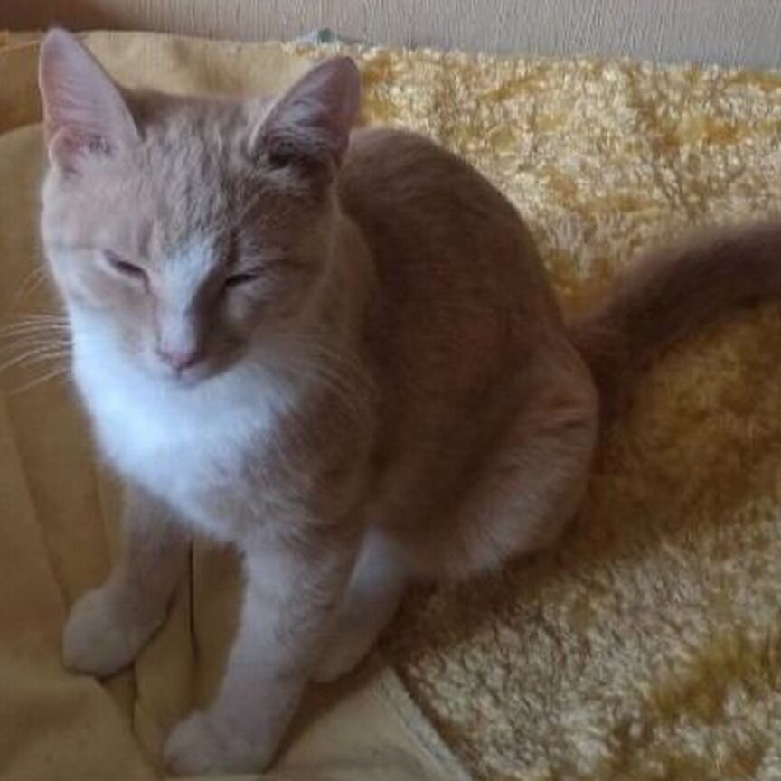 Котенок подросток мальчик в добрые руки