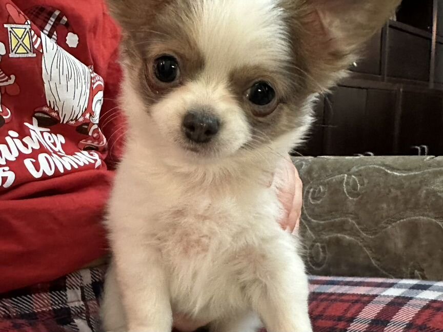 Щенки чихуахуа. Длинношерстные РКФ