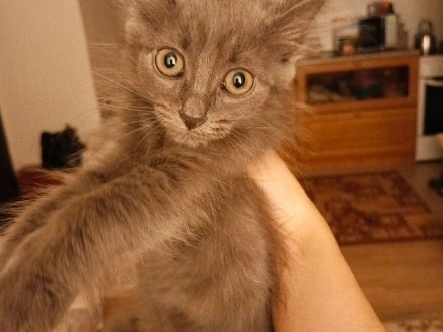 Дымчатый котенок