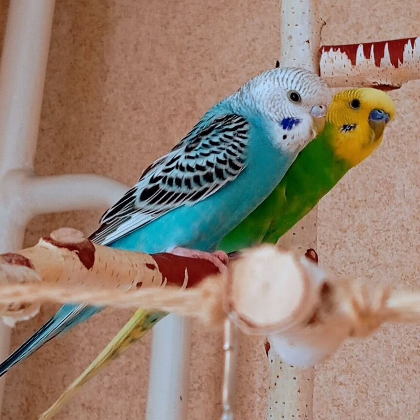 Волнистый попугай