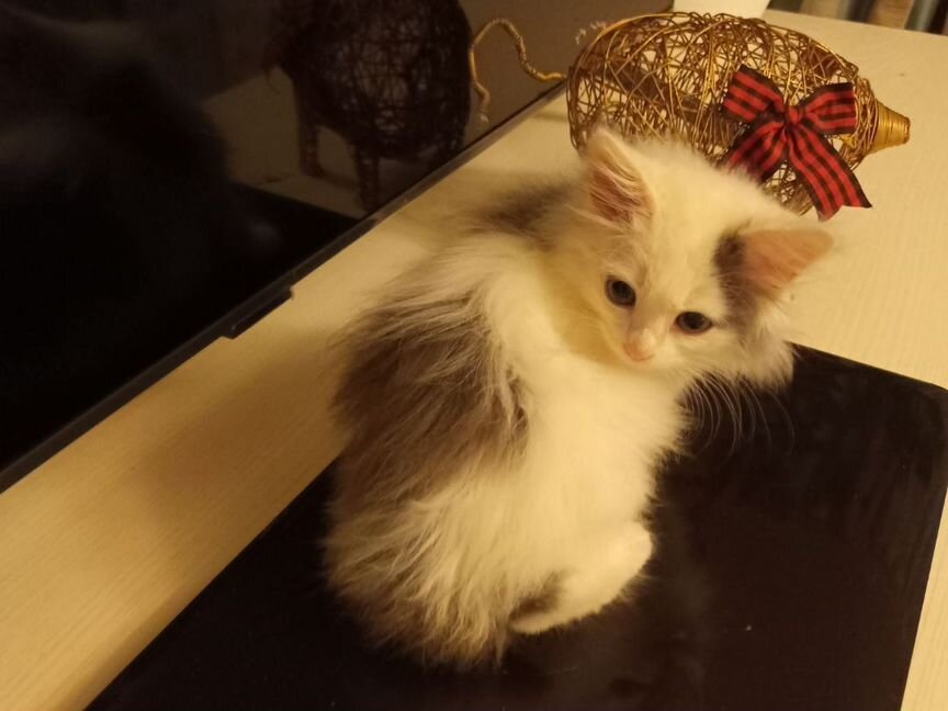 Котенок 2 месяца