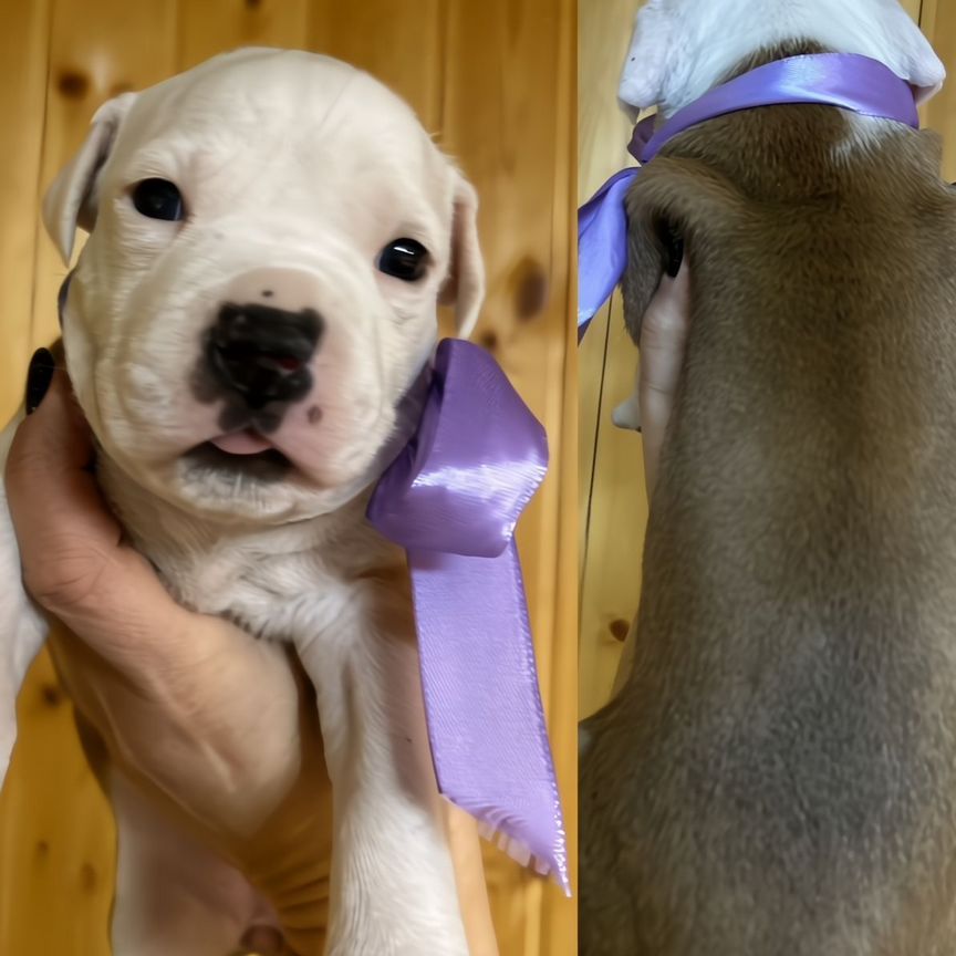 Американский стаффордширский терьер, щенок