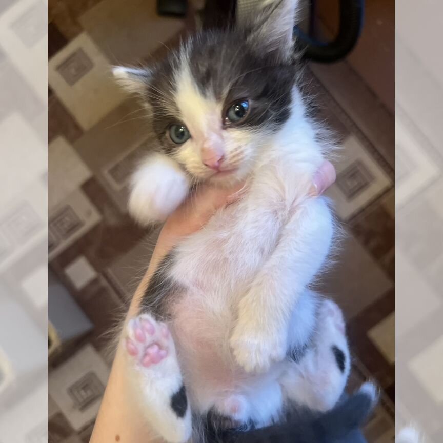 Котёнок в добрые руки