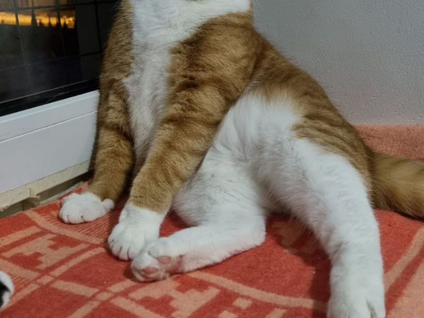Кошка