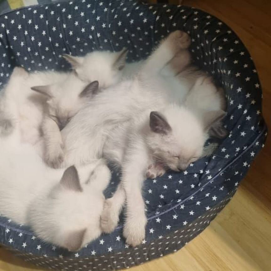 Котята сиамские