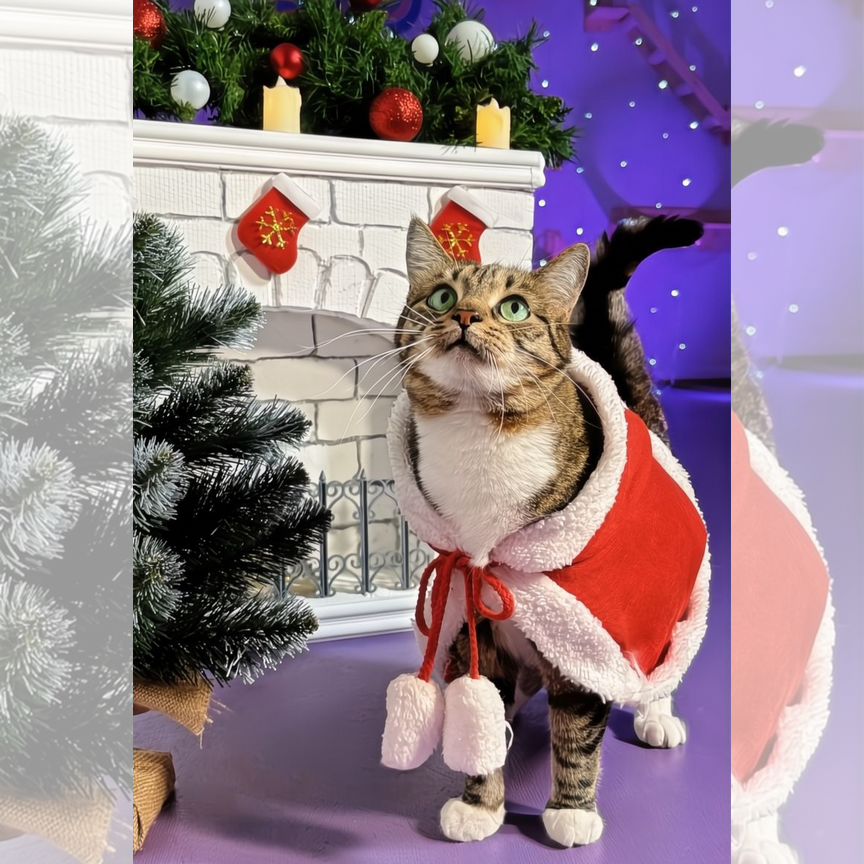 Взрослая, кошка в добрые руки