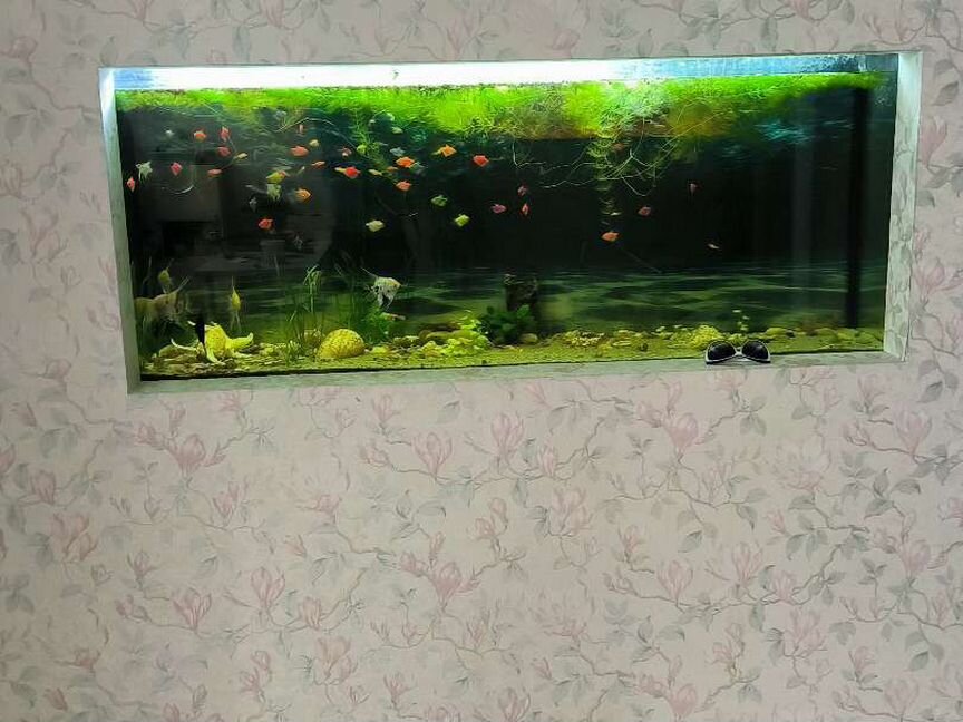 Аквариумные рыбки