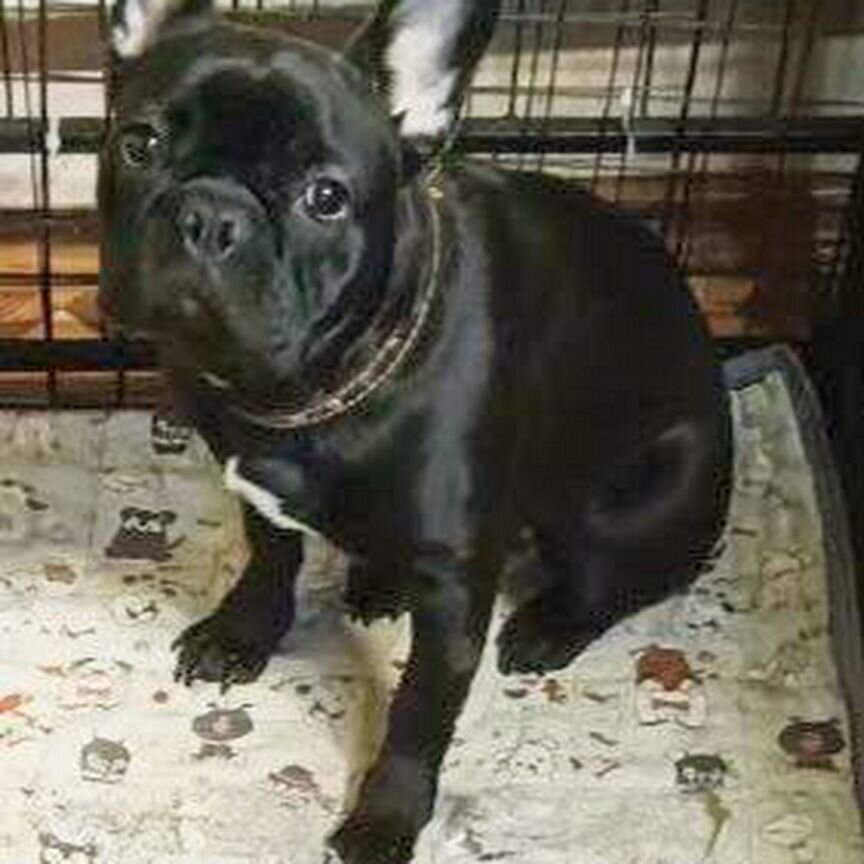 Французский бульдог