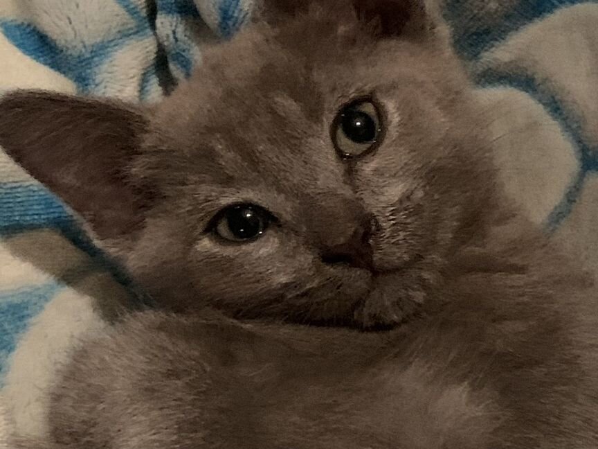 Котик русский голубой гладкий