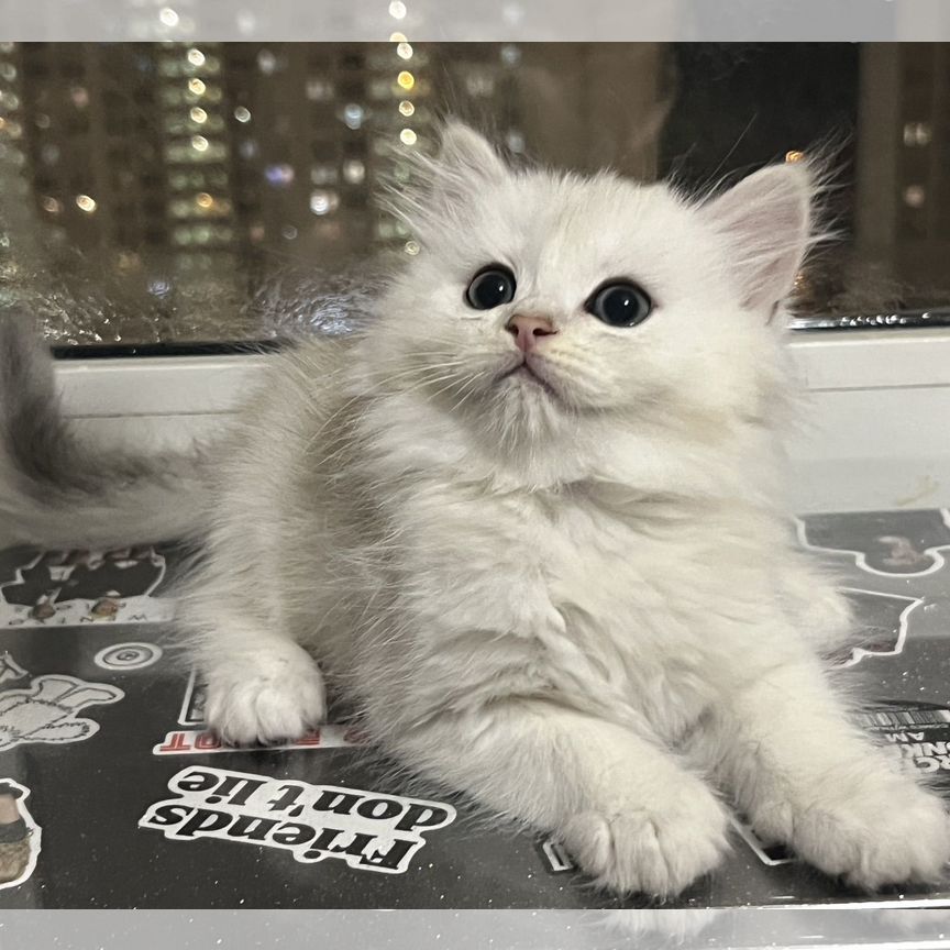 Шотландский прямоухий длинношёрстный котёнок