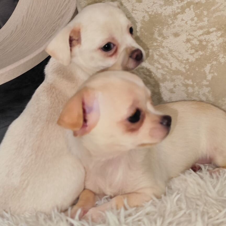 Чихуахуа, щенок