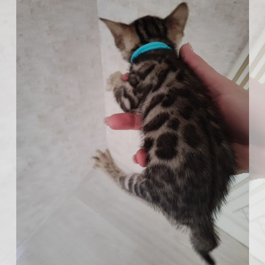 Бенгальские котята с документами