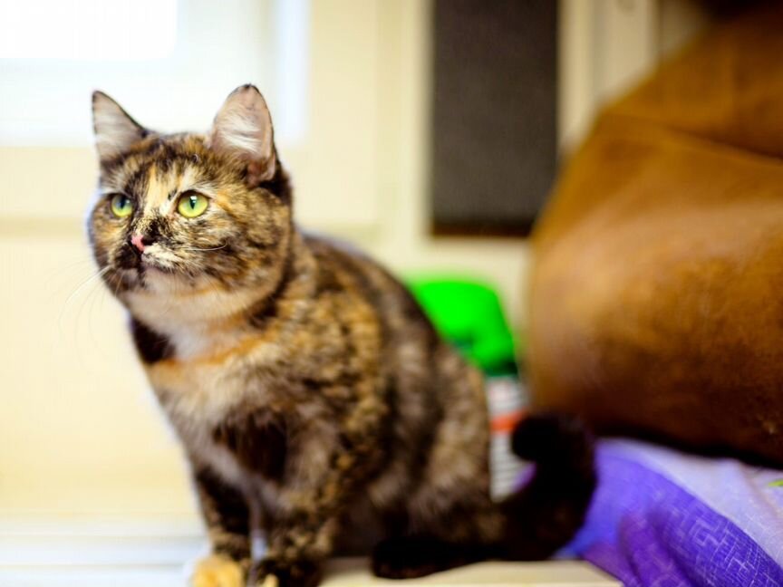 Приютская кошечка Долли ищет семью