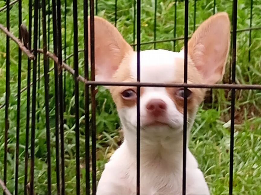 Чихуахуа щенок мальчик Спартак