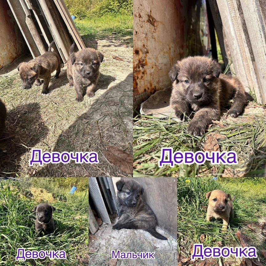 Щенки овчарки