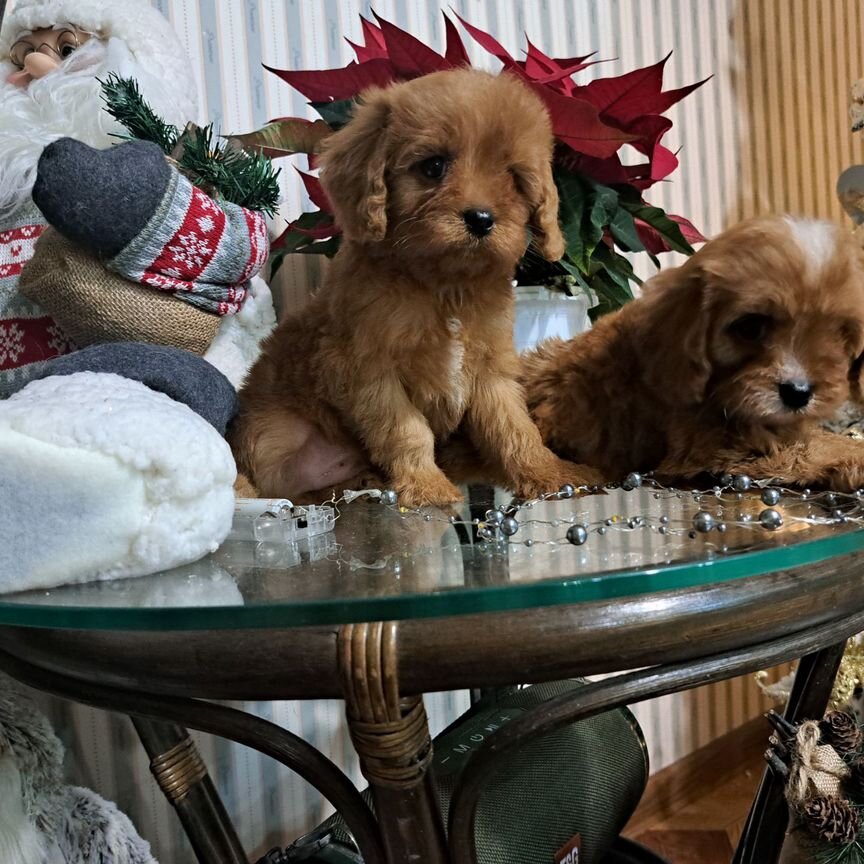 Люкс кавапу-шечки