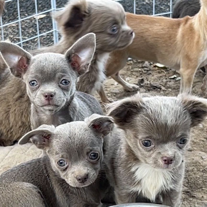 Щенки чихуахуа разных окрасов