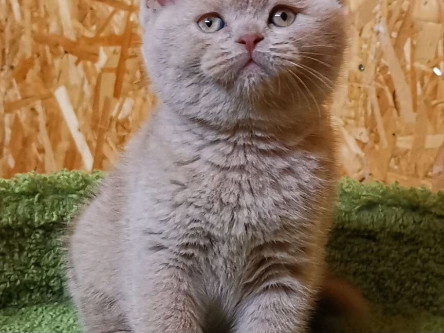 Британец фавн