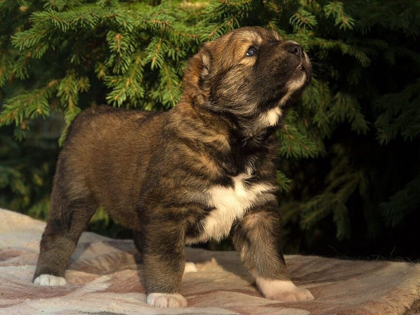 Щенок алабая (сука, 1 месяц)