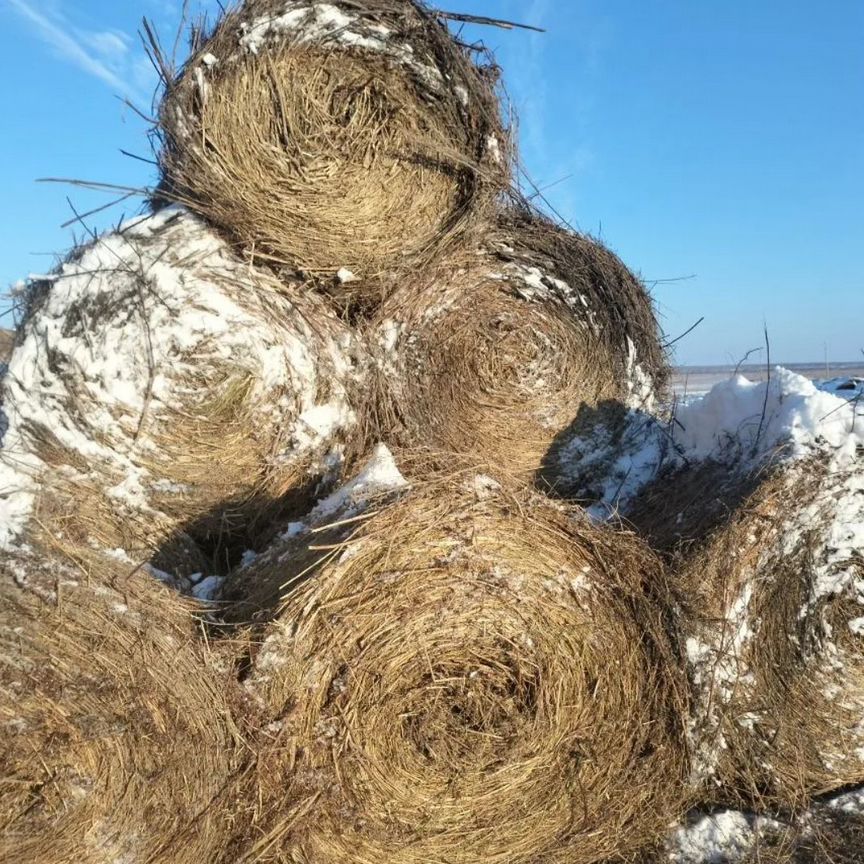 Сено в рулонах