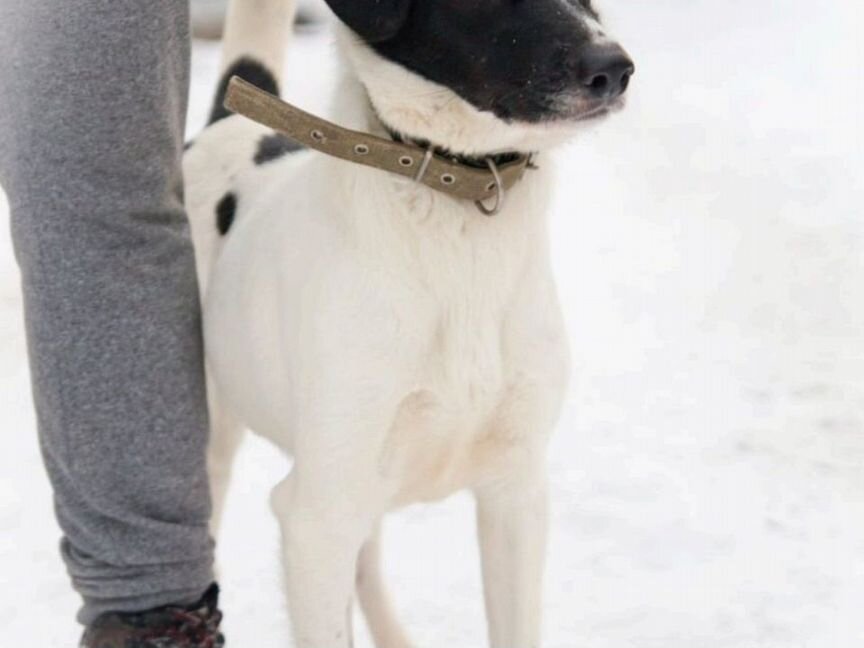 Пристраиваем молодую собачку