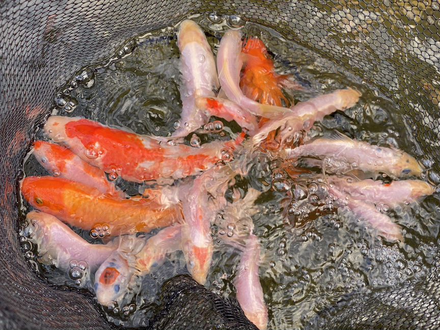 Карп кои