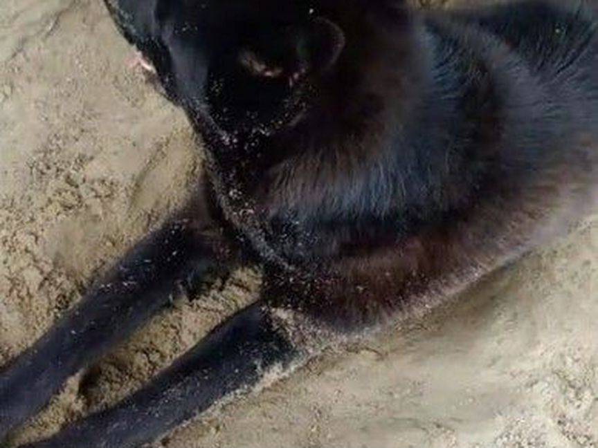 Восточно-европейская овчарка вязка