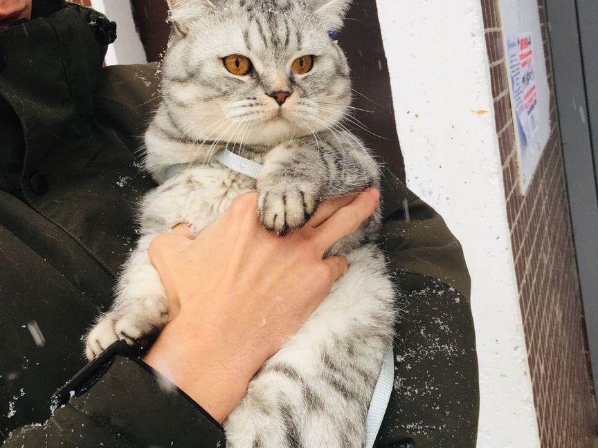 Шотландский кот на вязку