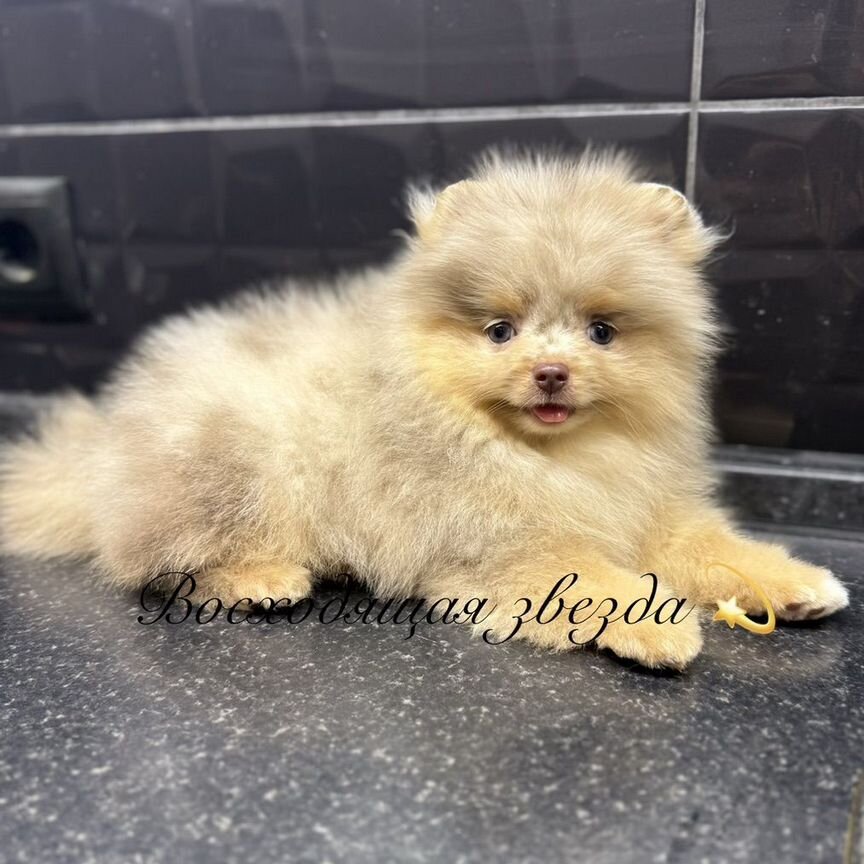 Померанский шпиц, щенок