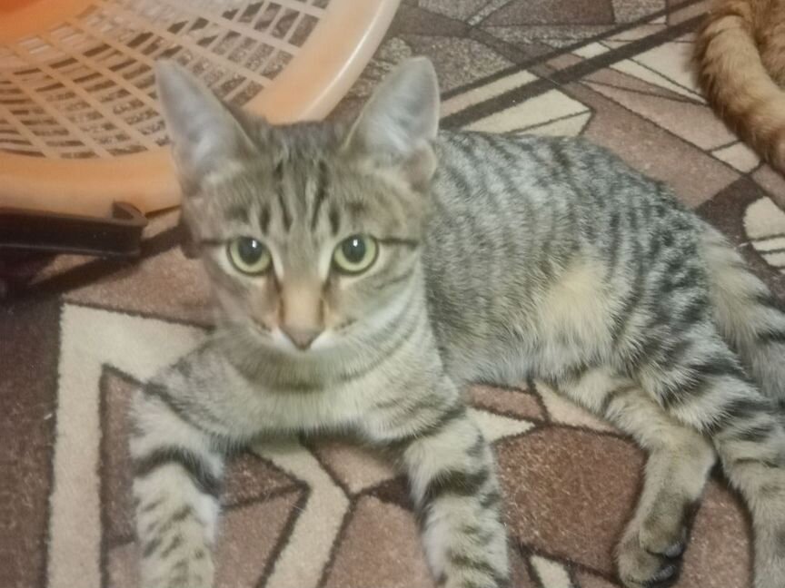 Котик Яша в добрые руки