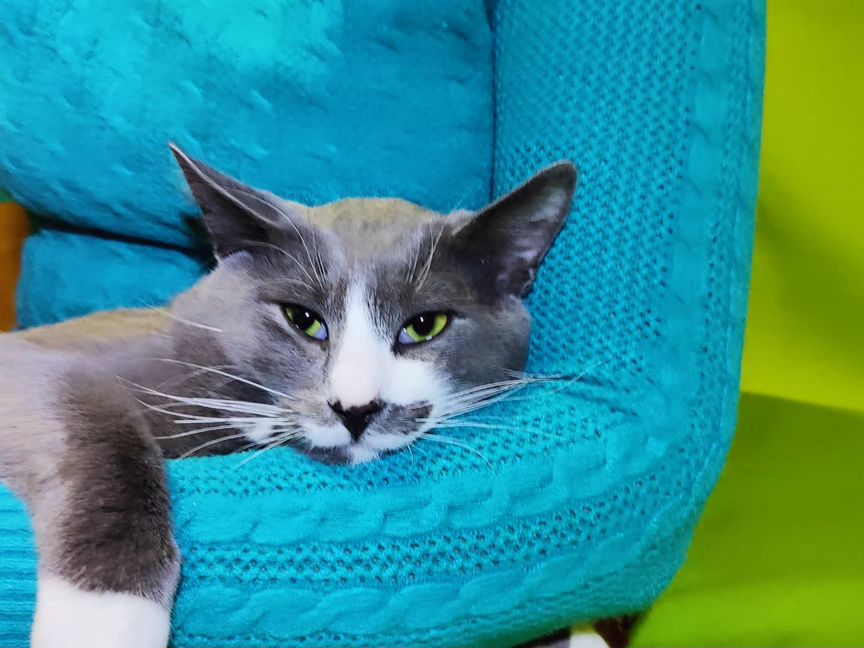 Котики бесплатно