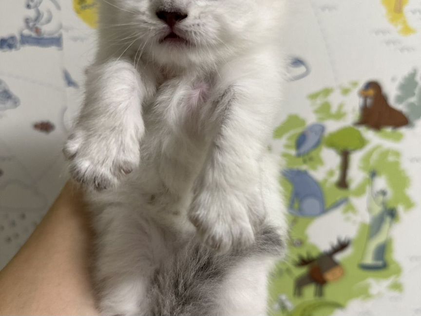 Чистокровные британцы блю- пойнт