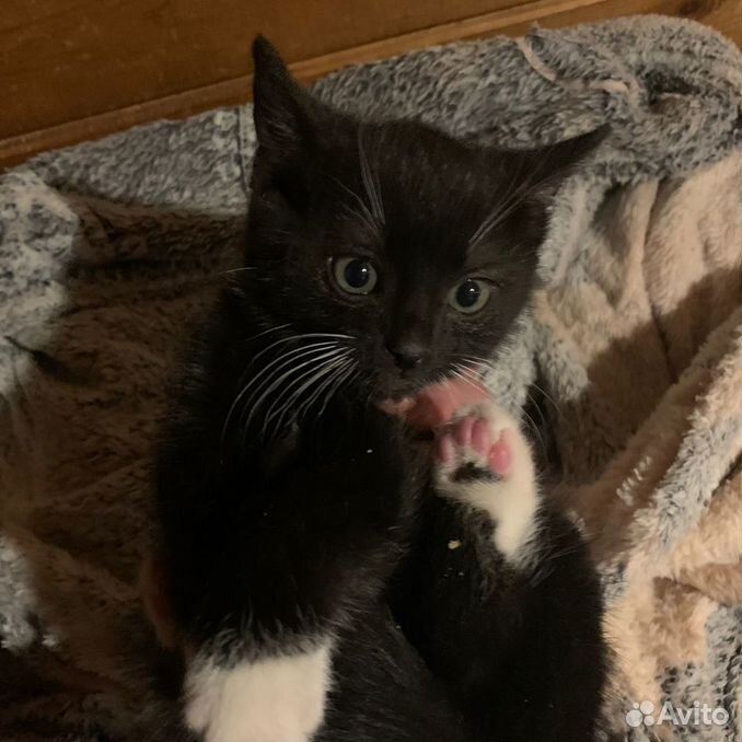 Милый маленький котенок ищет дом