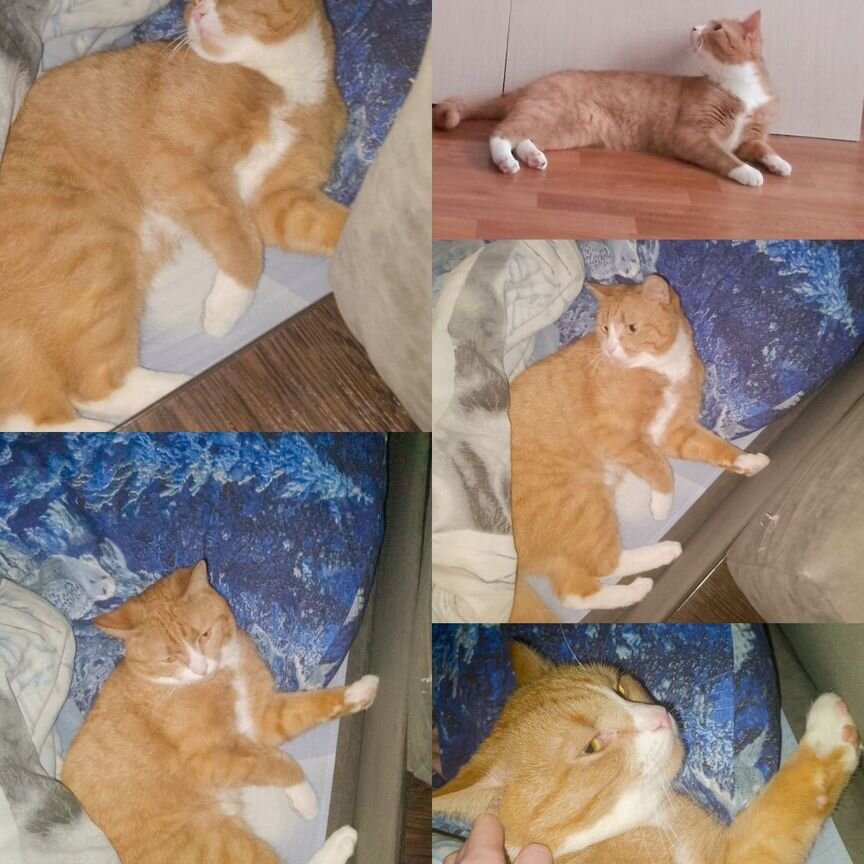 Кот в добрые руки