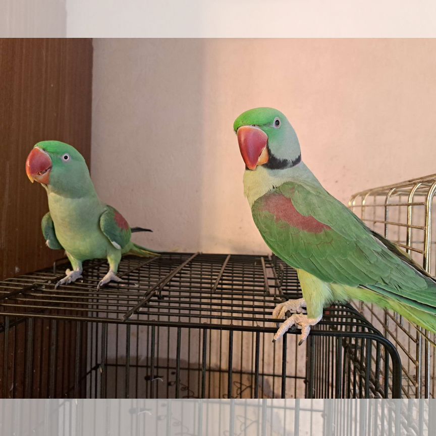 Пара александрийских попугаев