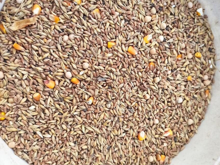 Зерносмесь ячмень, пшеница горох и кукуруза