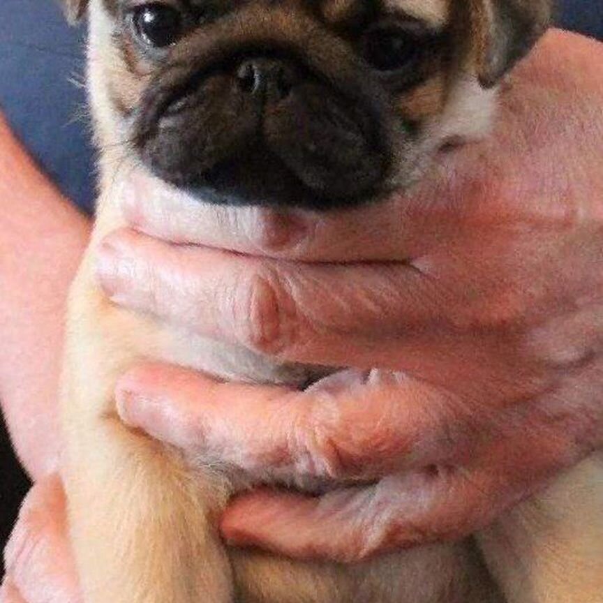 Мопс