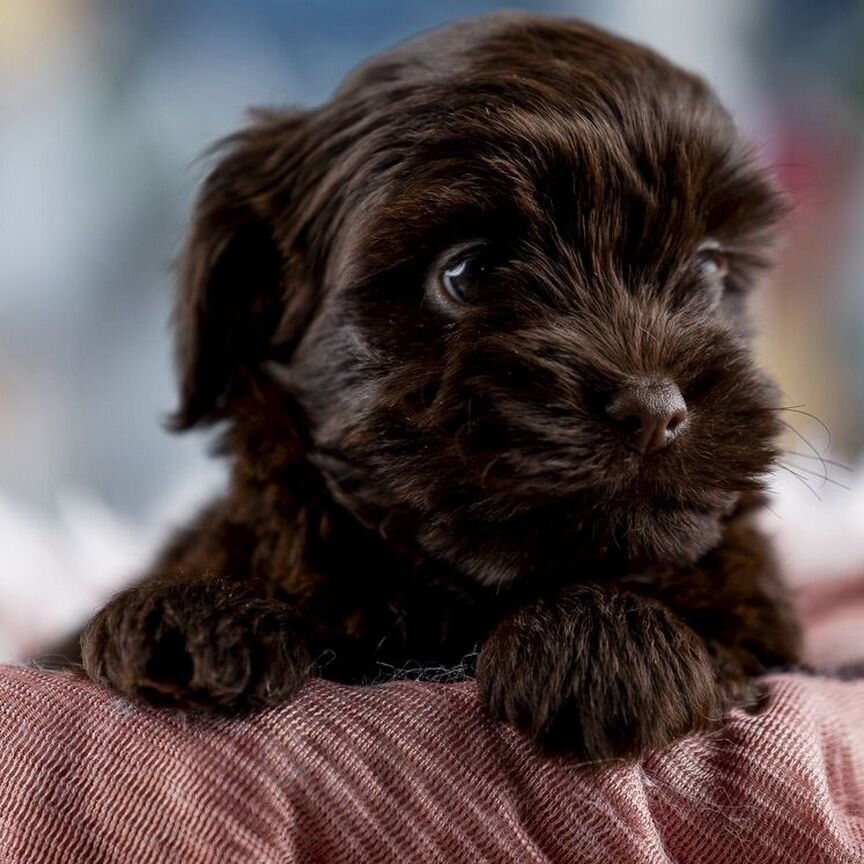 Русская цветная болонка, щенок