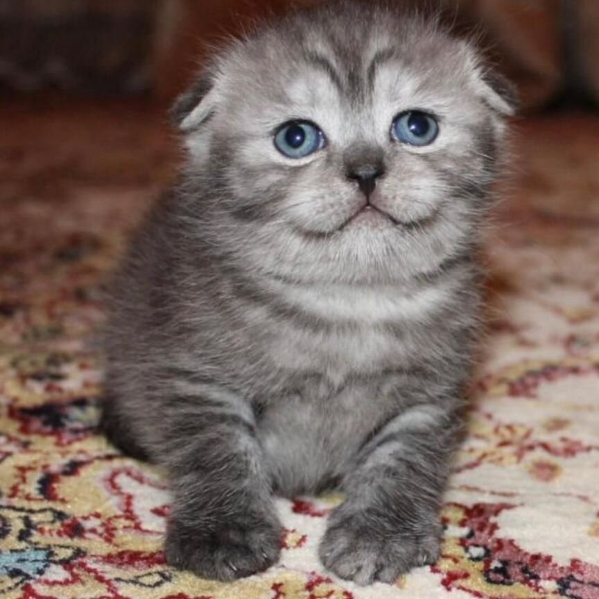 Шотландский вислоухий короткошёрстный котёнок