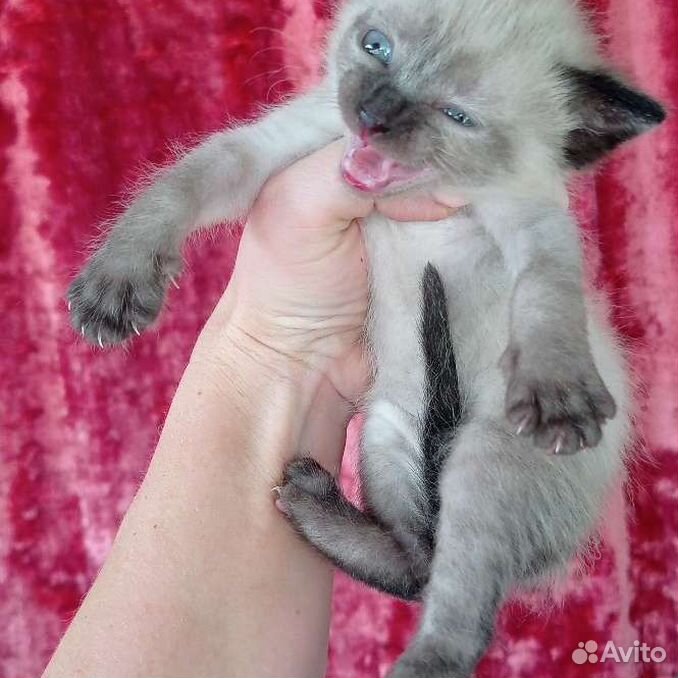 Смешные котики
