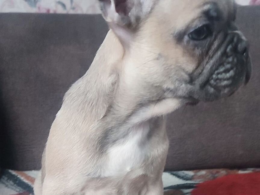 Французский бульдог щенки