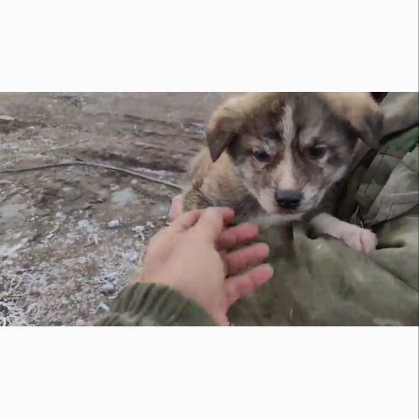 Метитс алабай акита