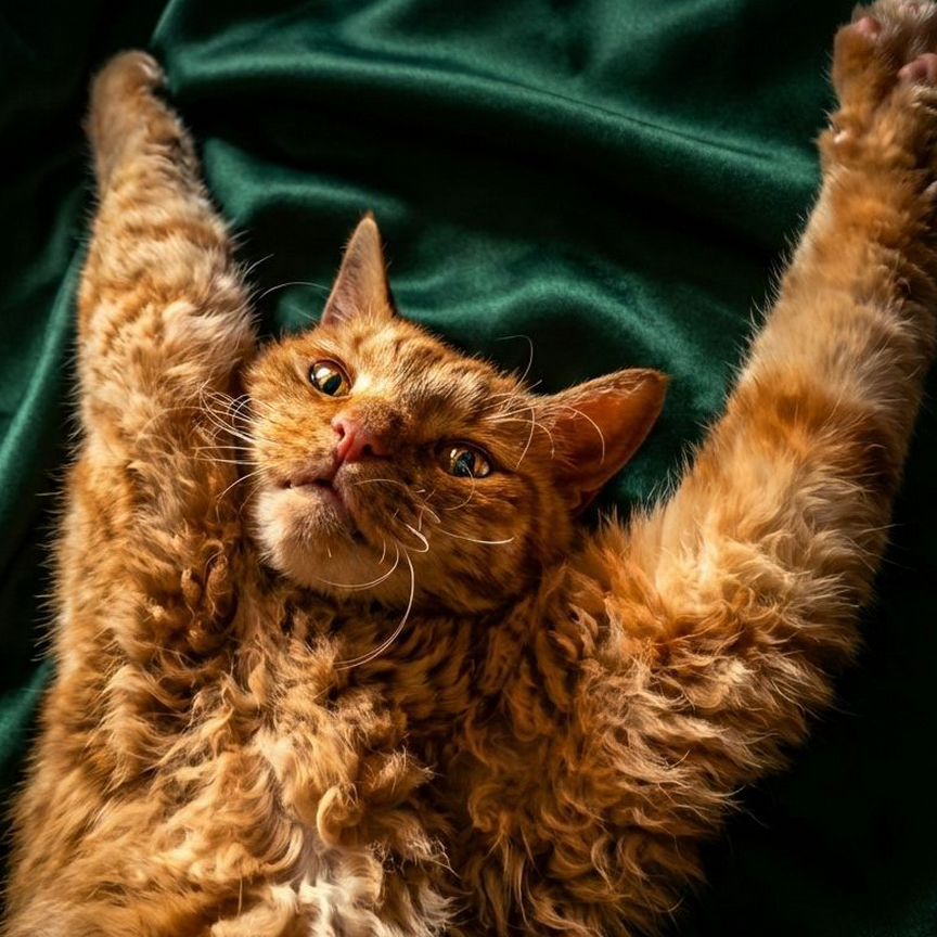 Лаперм, взрослый кот