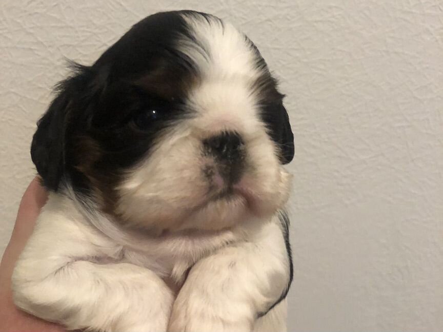 Кинг чарльз спаниель